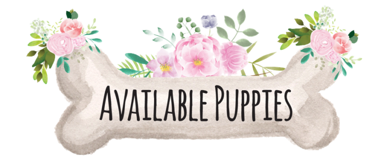 Home - Fancy Florida Puppies