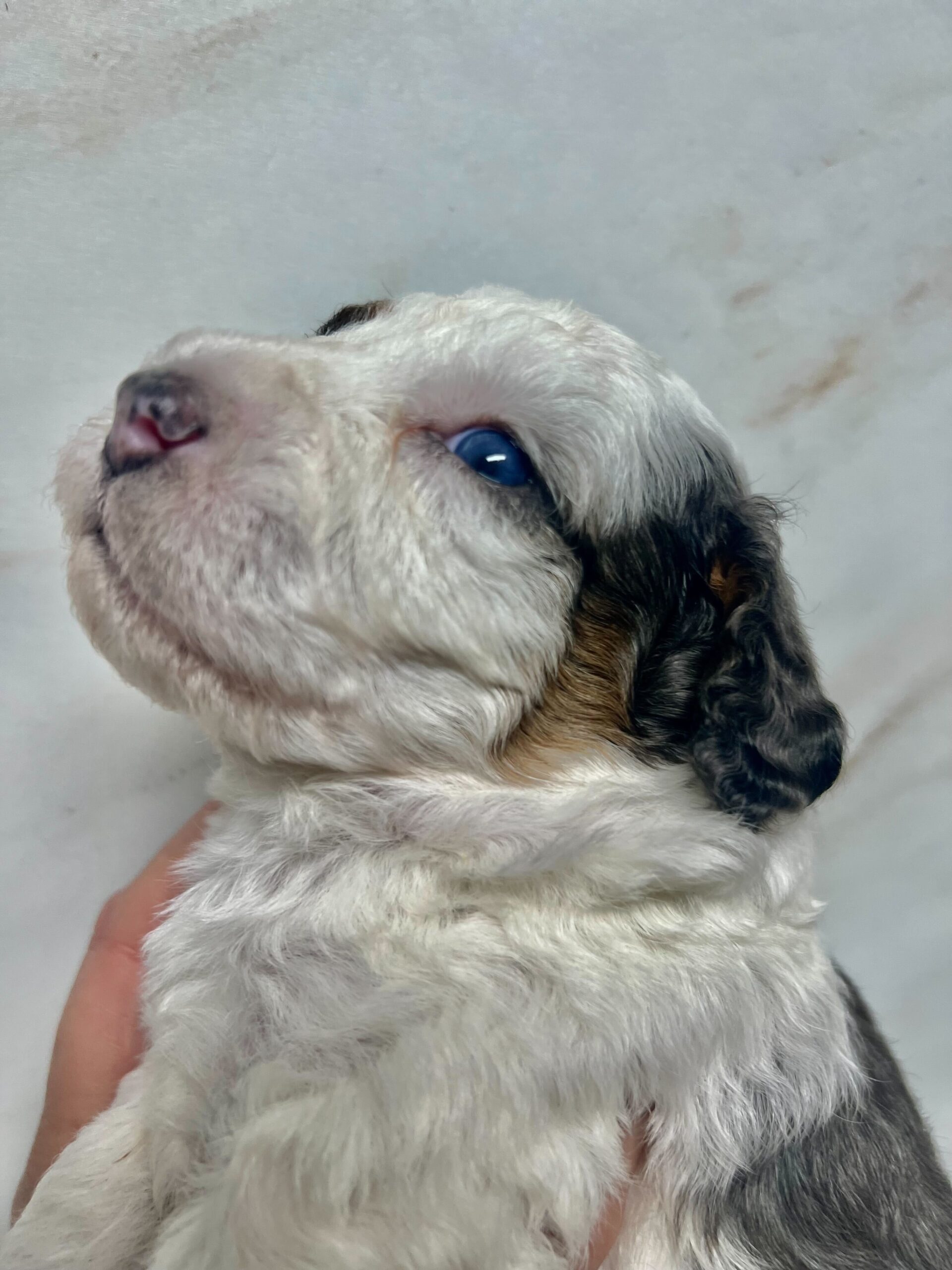 Fancy Florida Puppies - Premium Bernedoodles and Goldendoodles