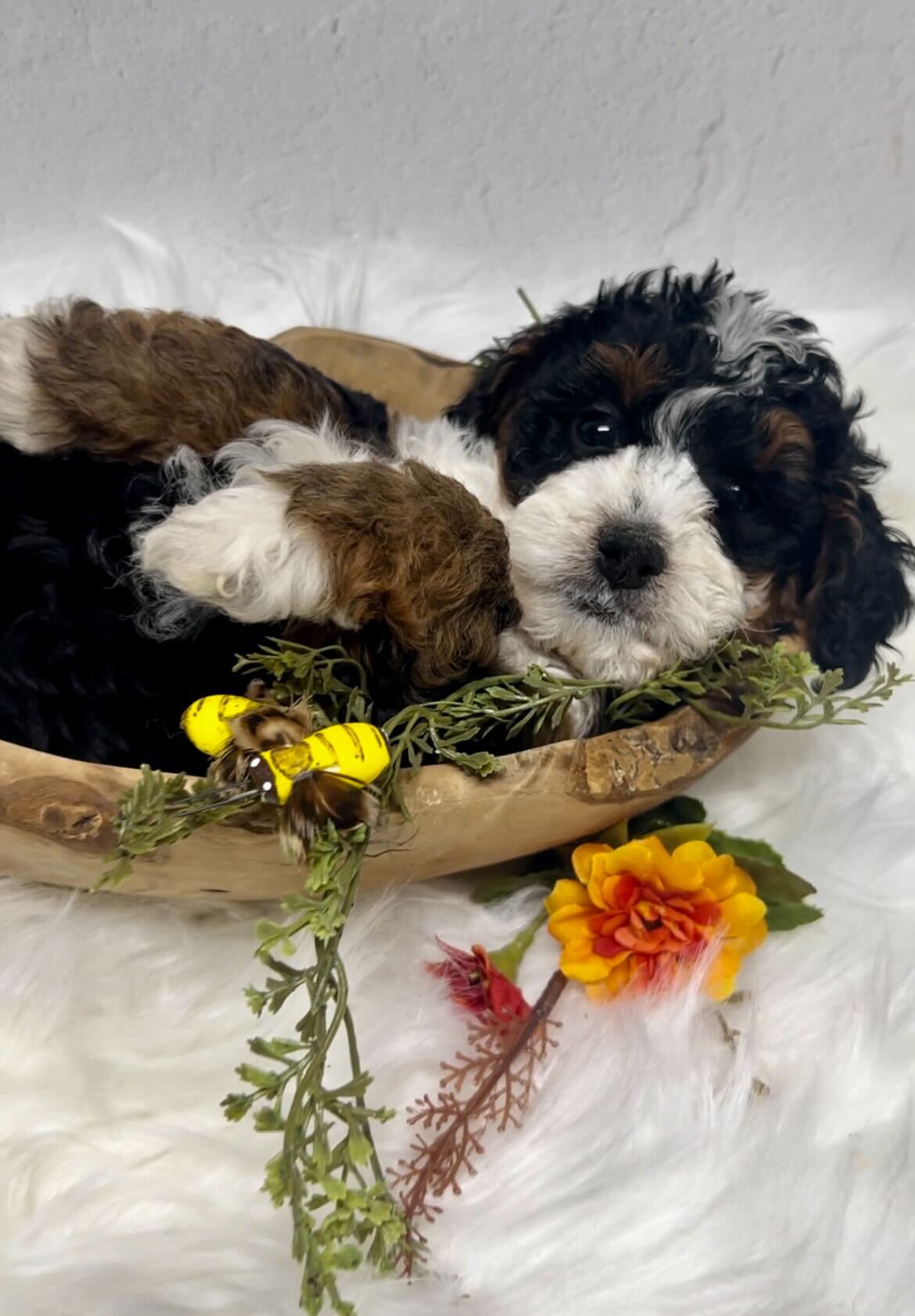 Fancy Florida Puppies - Premium Bernedoodles and Goldendoodles