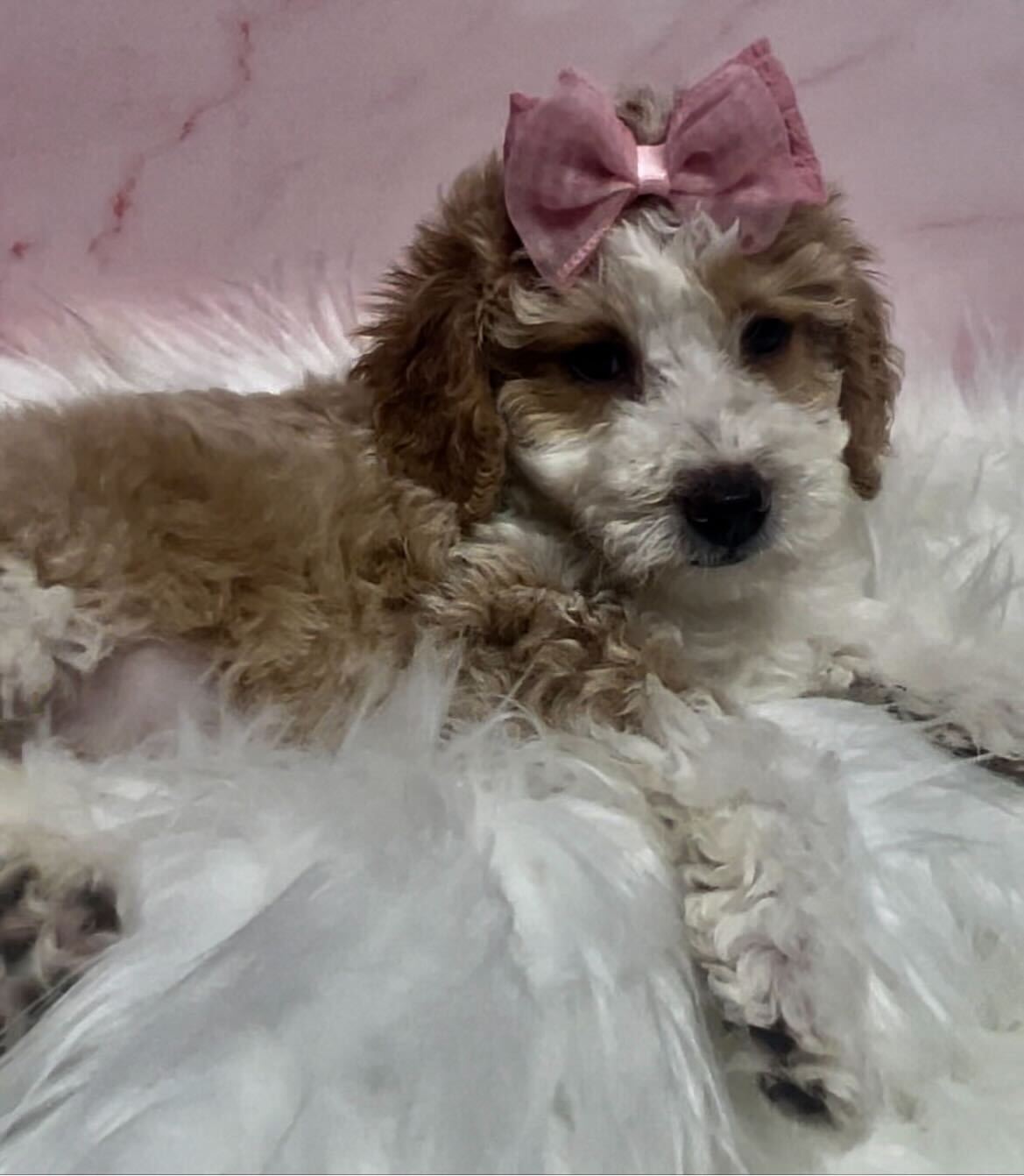 Home - Fancy Florida Puppies