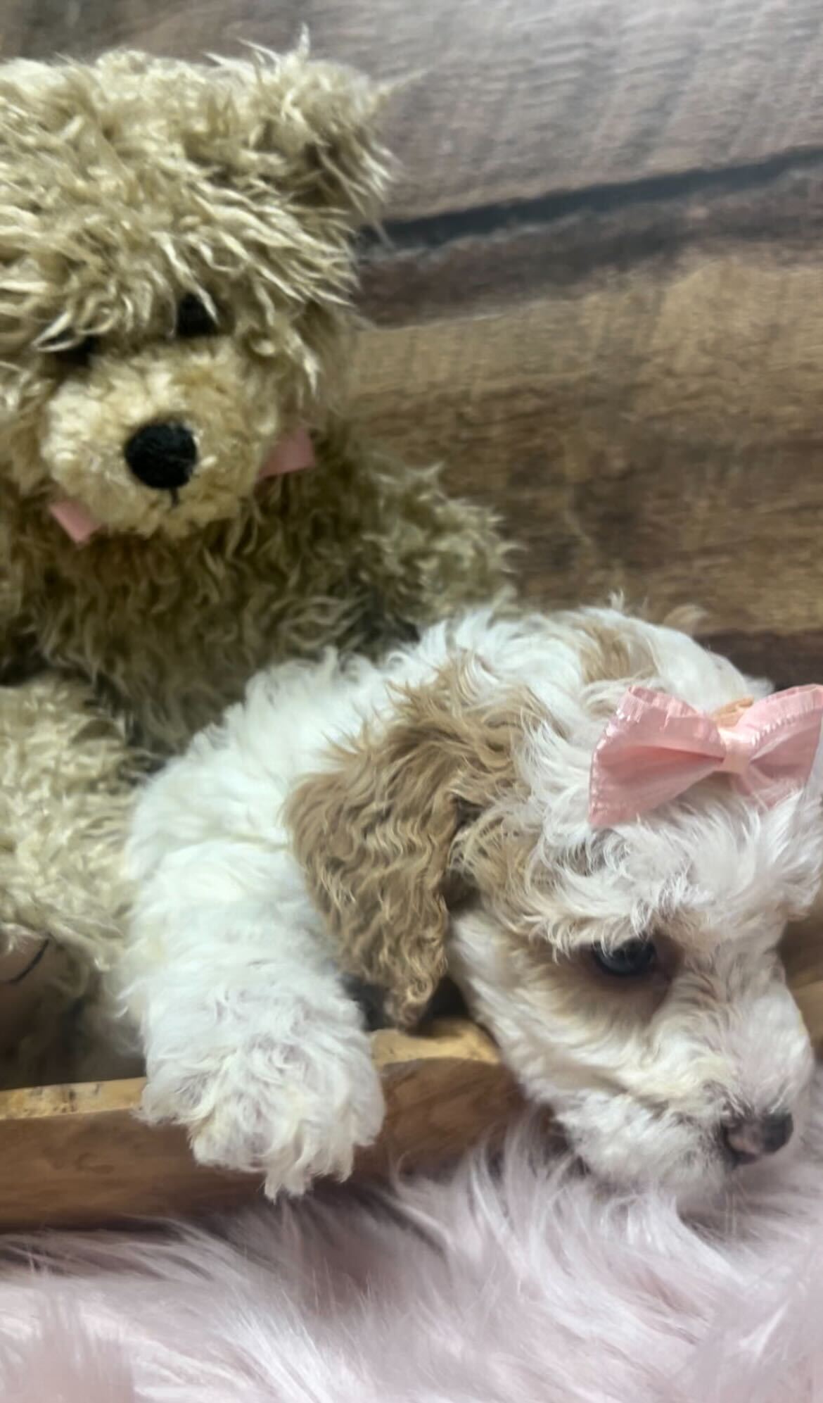 Fancy Florida Puppies - Premium Bernedoodles and Goldendoodles