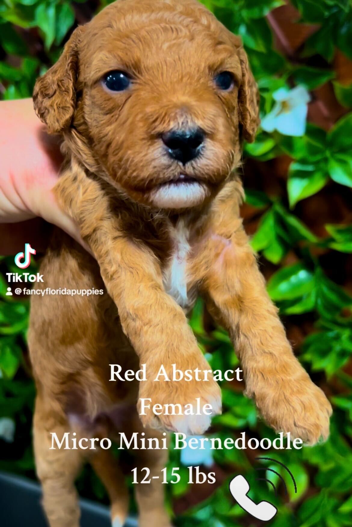 Home - Fancy Florida Puppies