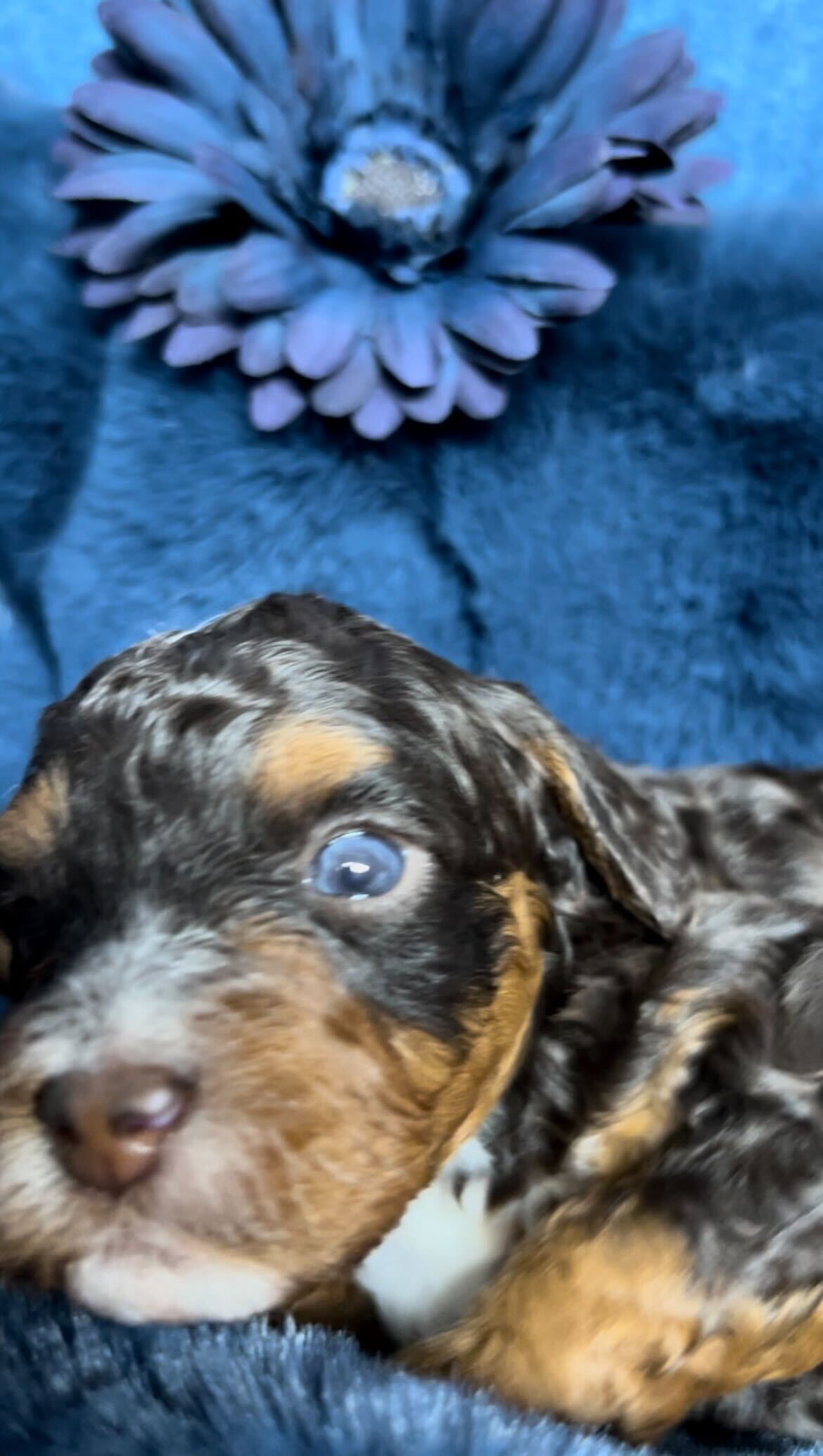 Home - Fancy Florida Puppies