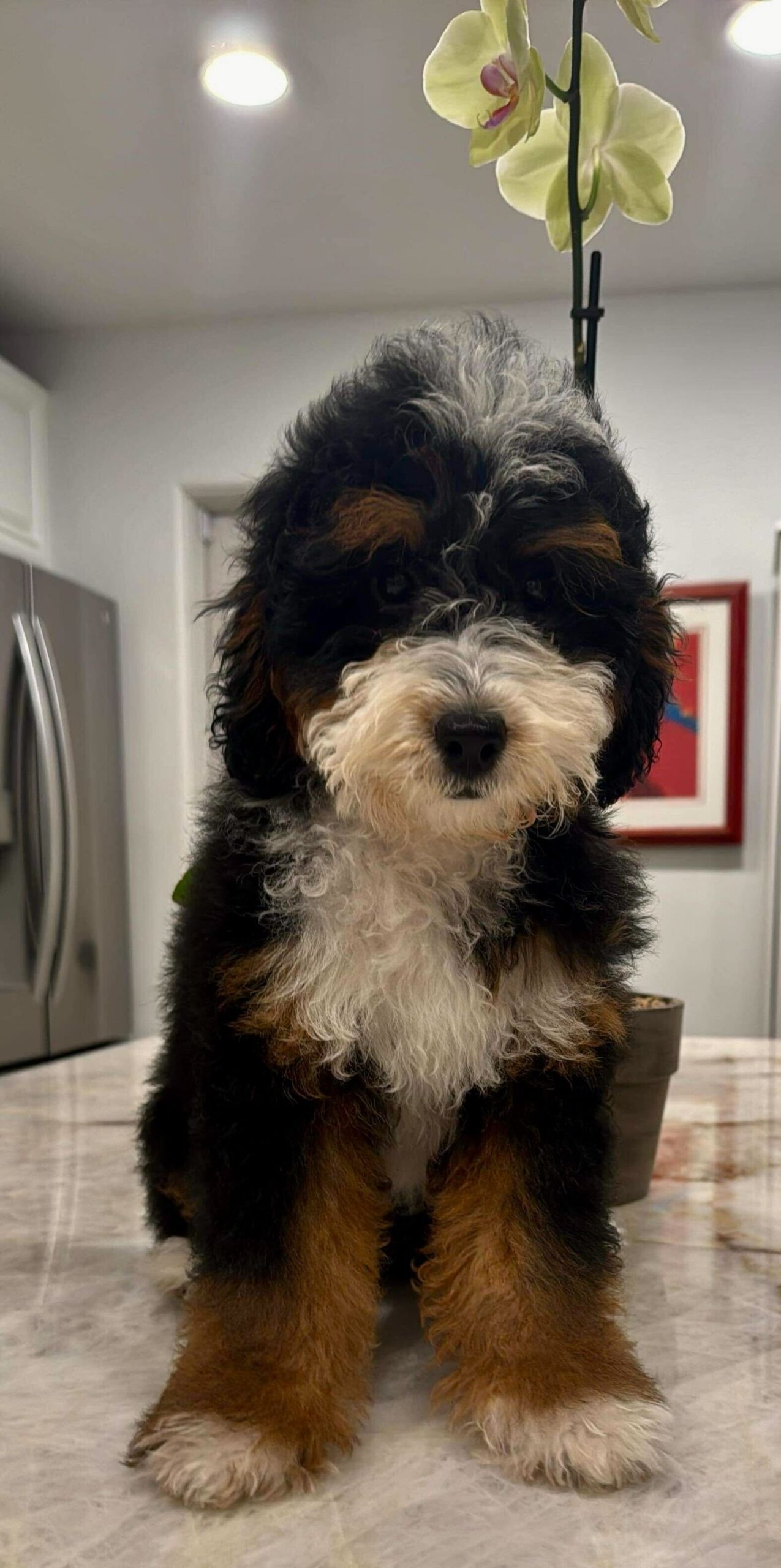 Home - Fancy Florida Puppies