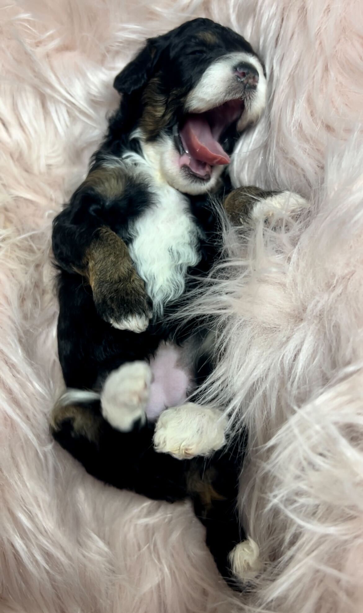 Home - Fancy Florida Puppies