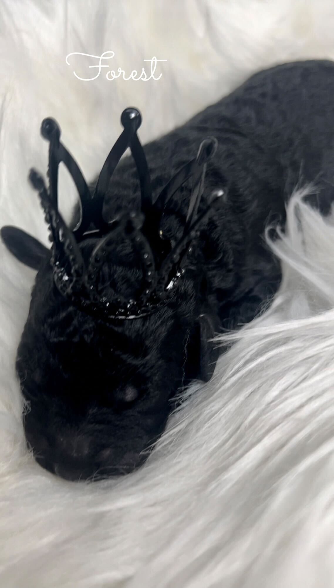 Home - Fancy Florida Puppies