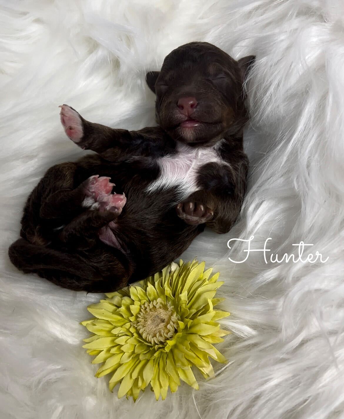 Home - Fancy Florida Puppies