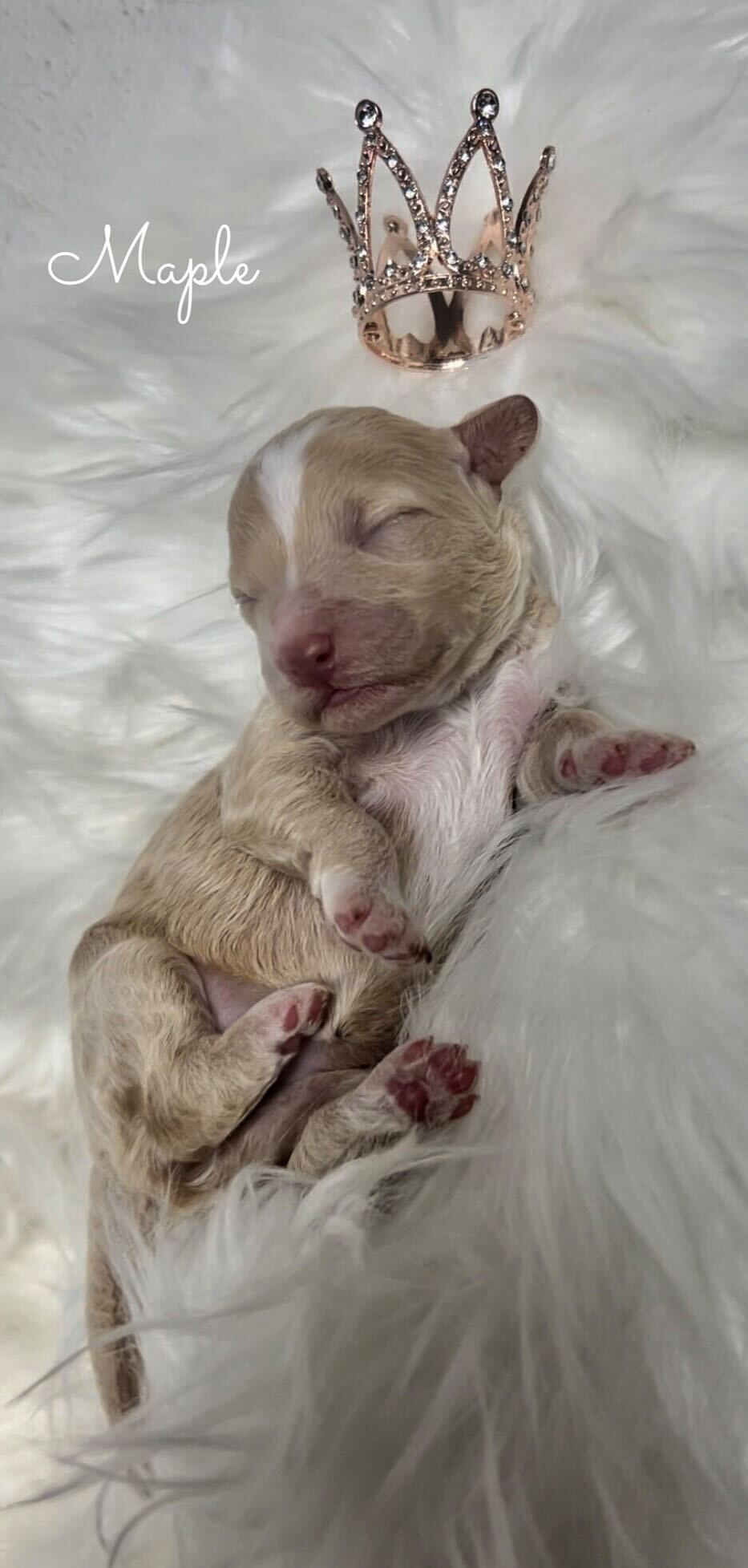 Home - Fancy Florida Puppies