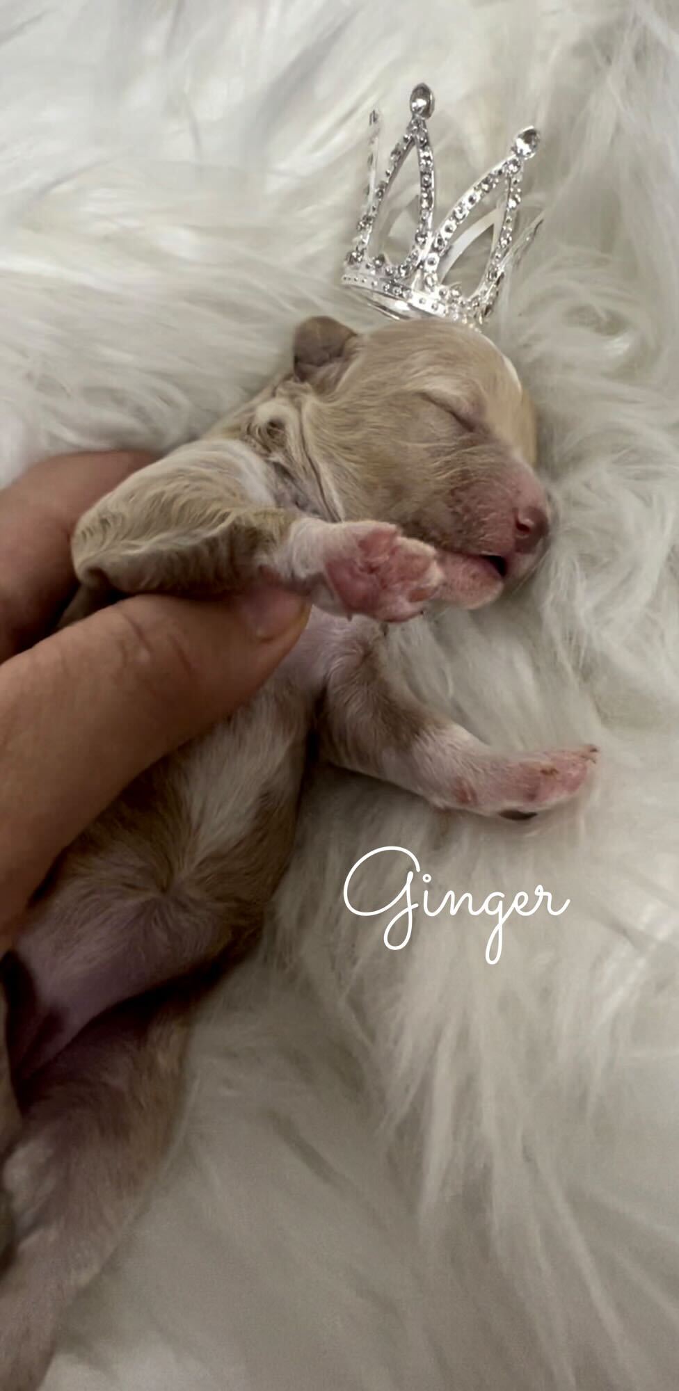 Home - Fancy Florida Puppies